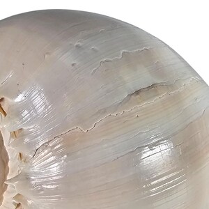 Vintage Estate Seashell Melon Conch Indian Volute Shell Sea Shell Set 9 ...