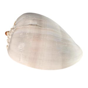 Vintage Estate Seashell Melon Conch Indian Volute Shell Sea Shell Set 9 ...