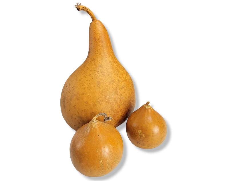 Vintage Mixed Shape Natural Gourds Decorative Ornament Halloween 1980 ...