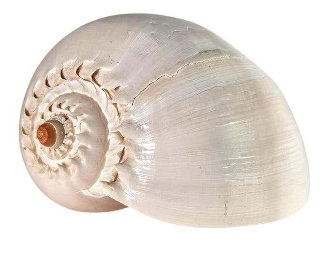 Vintage Estate Seashell Melon Conch Indian Volute Shell Sea Shell Set 9 ...