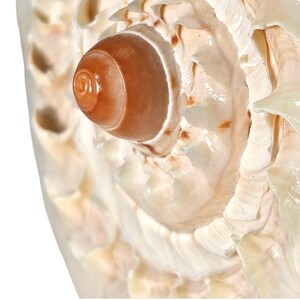 Vintage Estate Seashell Melon Conch Indian Volute Shell Sea Shell Set 9 ...