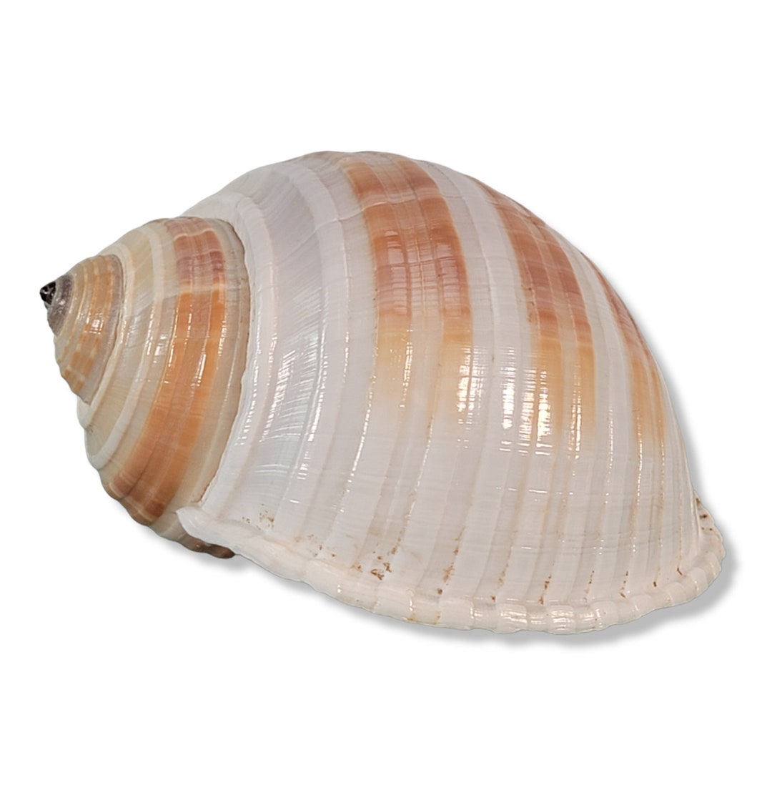 Tonna Sulcosa Shell, Hermit Crab Shell, Tun Shell, Beach Nautical ...