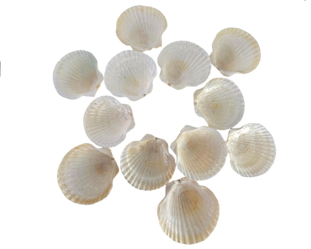French Scallop Shell, Serving Dishes Shell, Coquilles Saint Jacques ...