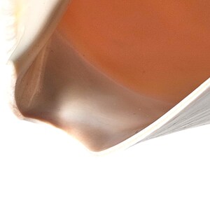 Vintage Estate Seashell Melon Conch Indian Volute Shell Sea Shell Set 9 ...