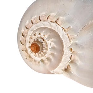 Vintage Estate Seashell Melon Conch Indian Volute Shell Sea Shell Set 9 ...