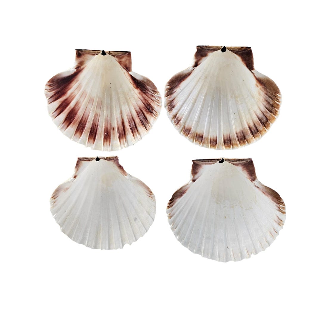 French Scallop Shell, Serving Dishes Shell, Coquilles Saint Jacques ...