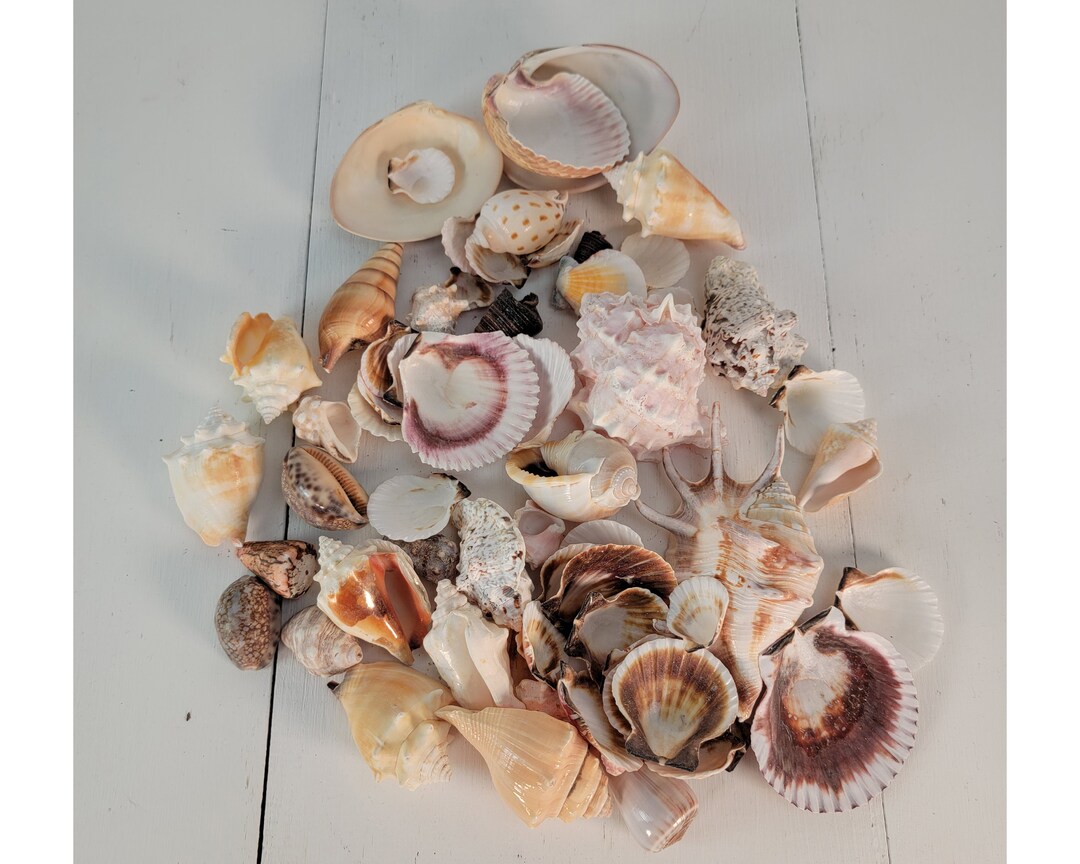 Mix Shells Sea, Shells Set, Beach Nautical Décor, Assorted Craft Shells ...