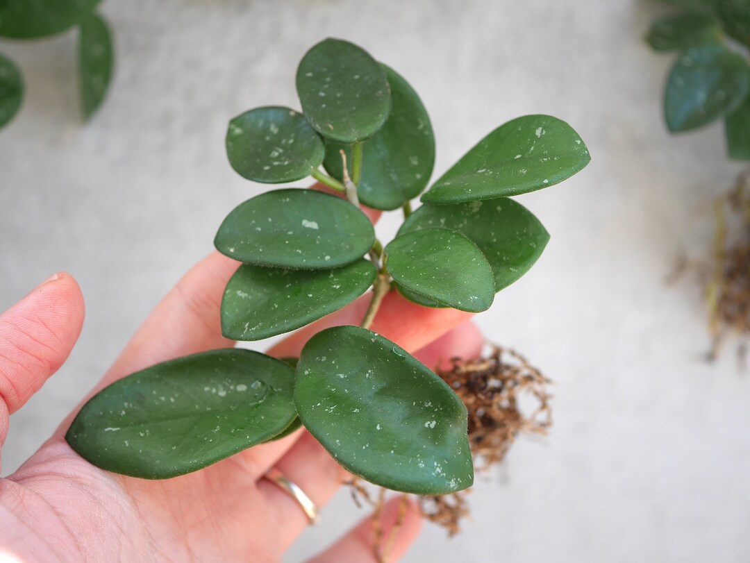 X1 Hoya Mathilde Splash LARGE Rooted Cutting Trailing or Climbing Vine ...