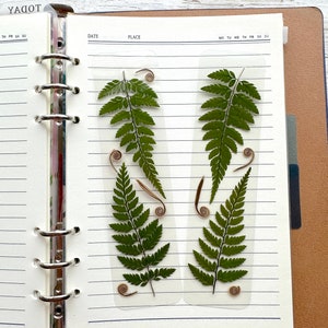 Fern Bookmark, Real Pressed Flowers, Unique Bookmark, Book Lover Gift ...