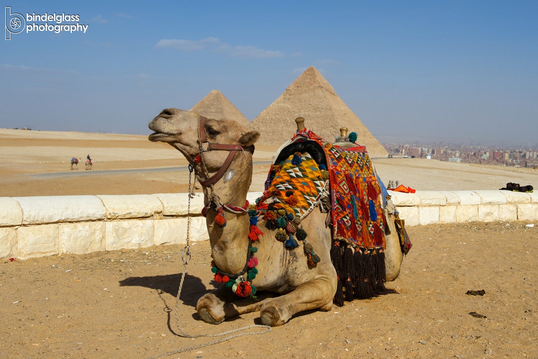 Great Pyramids of Giza Print: Camel Travel Photography, Hand-signed - Etsy