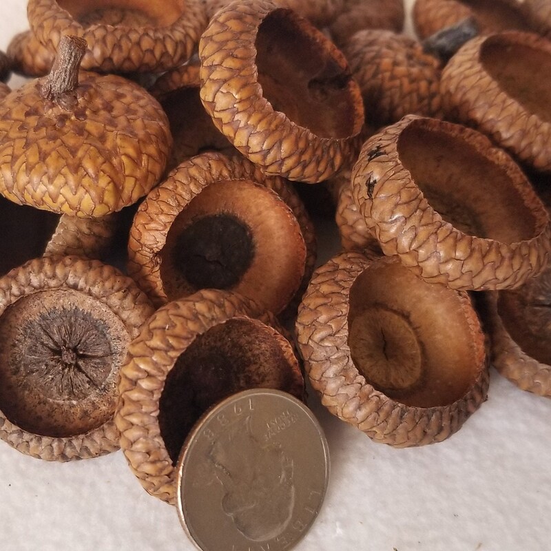 The Velvet Acorn - Etsy
