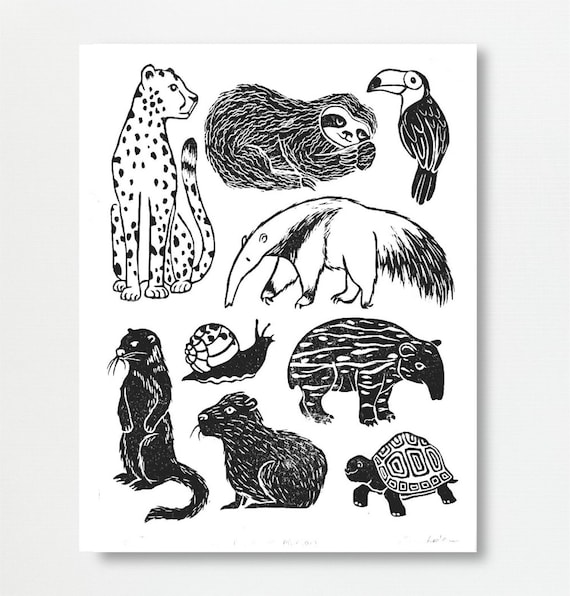 Amazon Rainforest Animals Collage
