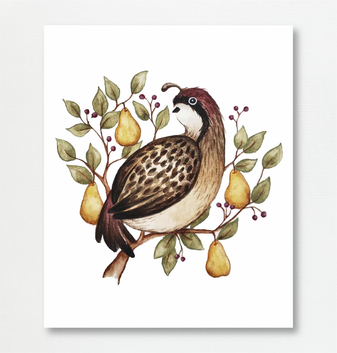 Partridge Bird Illustration Print Watercolor Painting Pear - Etsy