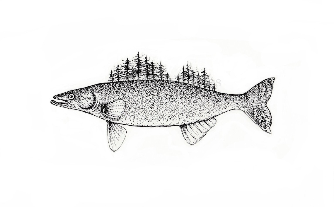 Outdoorsy Walleye Sketch-print of Original Illustration - Etsy