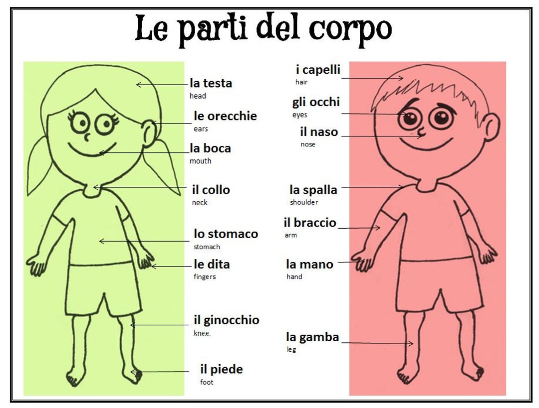 Parts of the Body Chart Italian Children's Resource - Etsy Canada