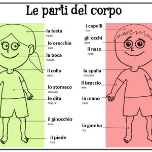Parts of the Body Chart Italian Children's Resource - Etsy