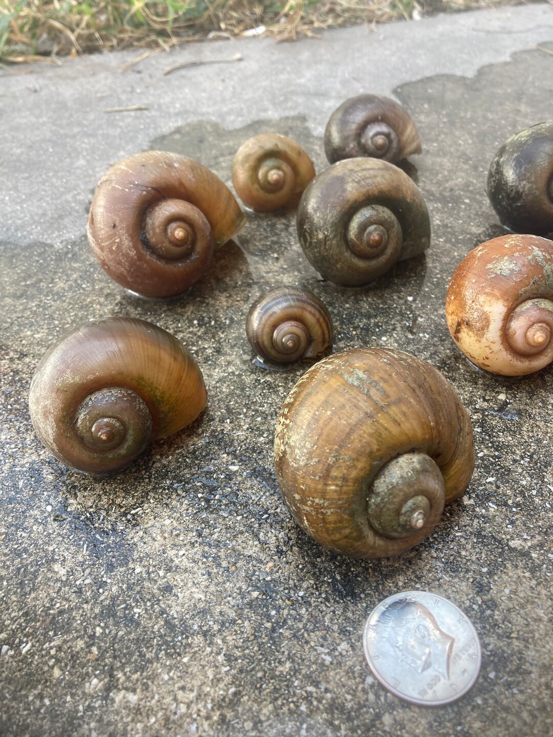 10 Raw Florida Apple Snail Shells, That Are on the Verge of EXTINCTION ...