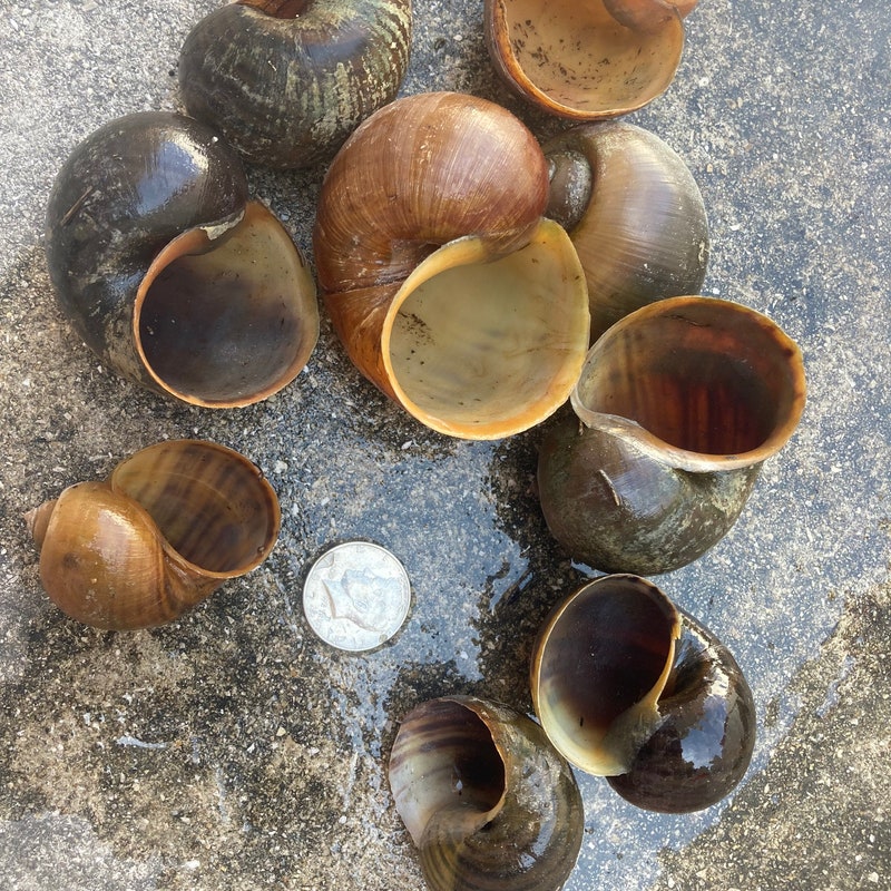 Snail Shells - Etsy