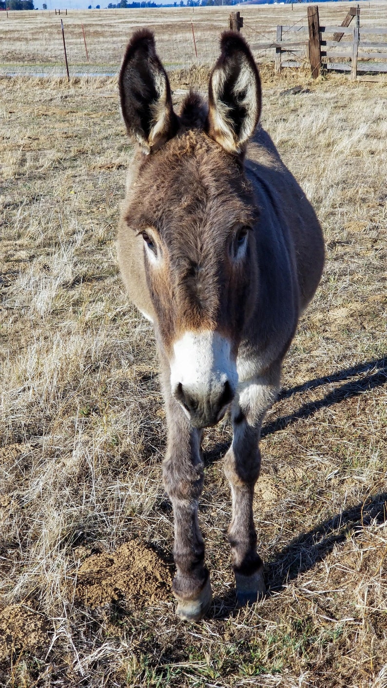 Donkey Print, Donkey on a Farm Print, Nature Landscape Photography ...