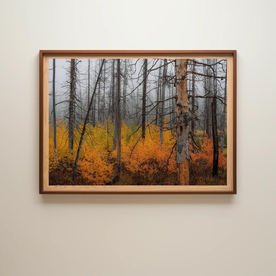 Yellowstone National Park - Autumn Colors - Misty Forest - Wall Art ...