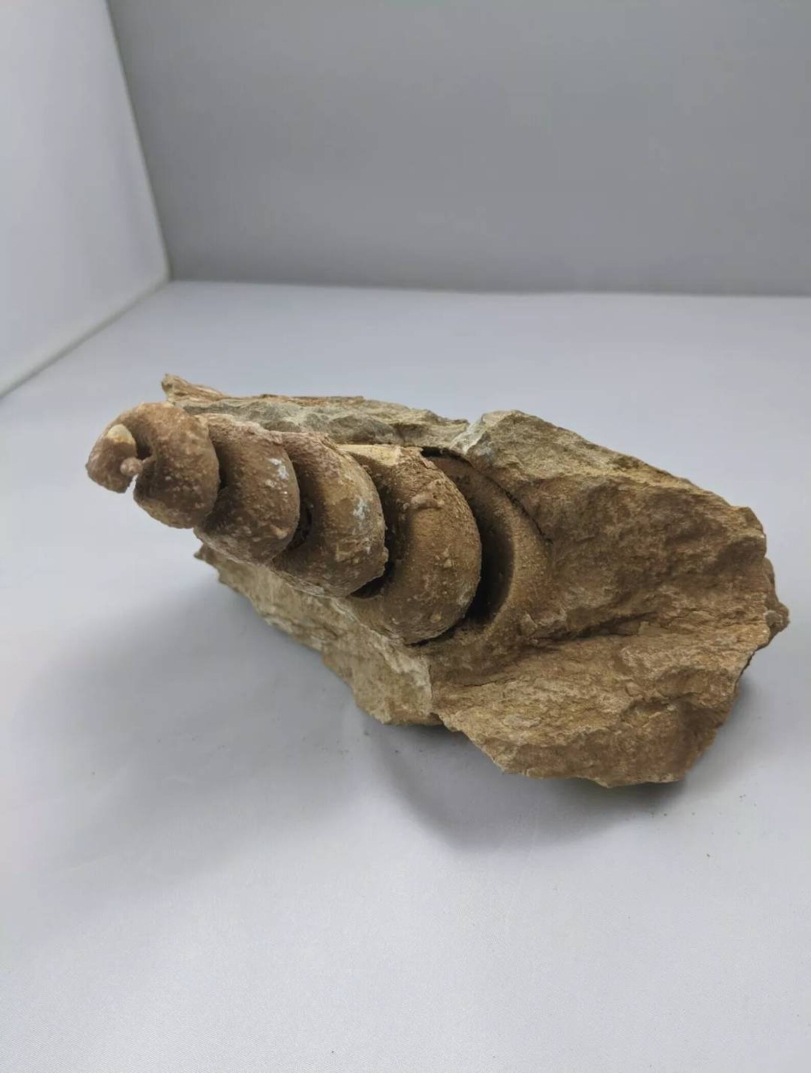 Real Fossil Gastropod Cast Marine Fossil Gastropod Shell | Etsy