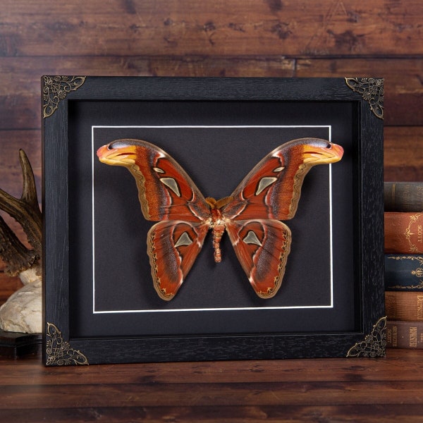 Atlas Moth Specimen - Etsy