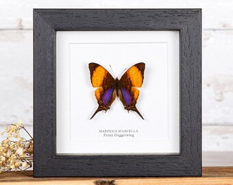 Daggerwing Butterfly - Etsy