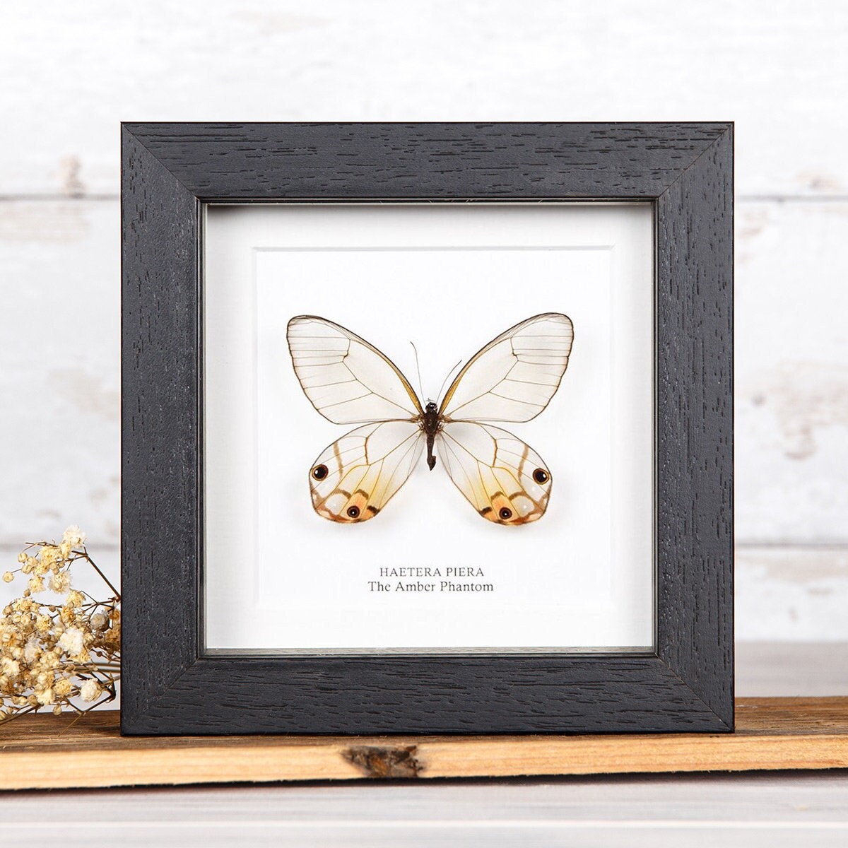 The Amber Phantom Butterfly in Box Frame haetera Piera | Etsy
