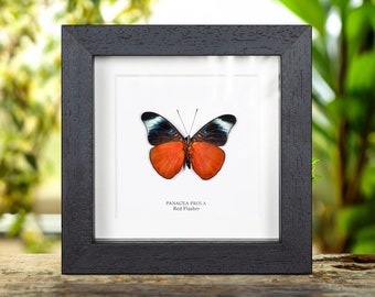 Panacea Prola Verso One Real Butterfly Red Flasher Peru - Etsy