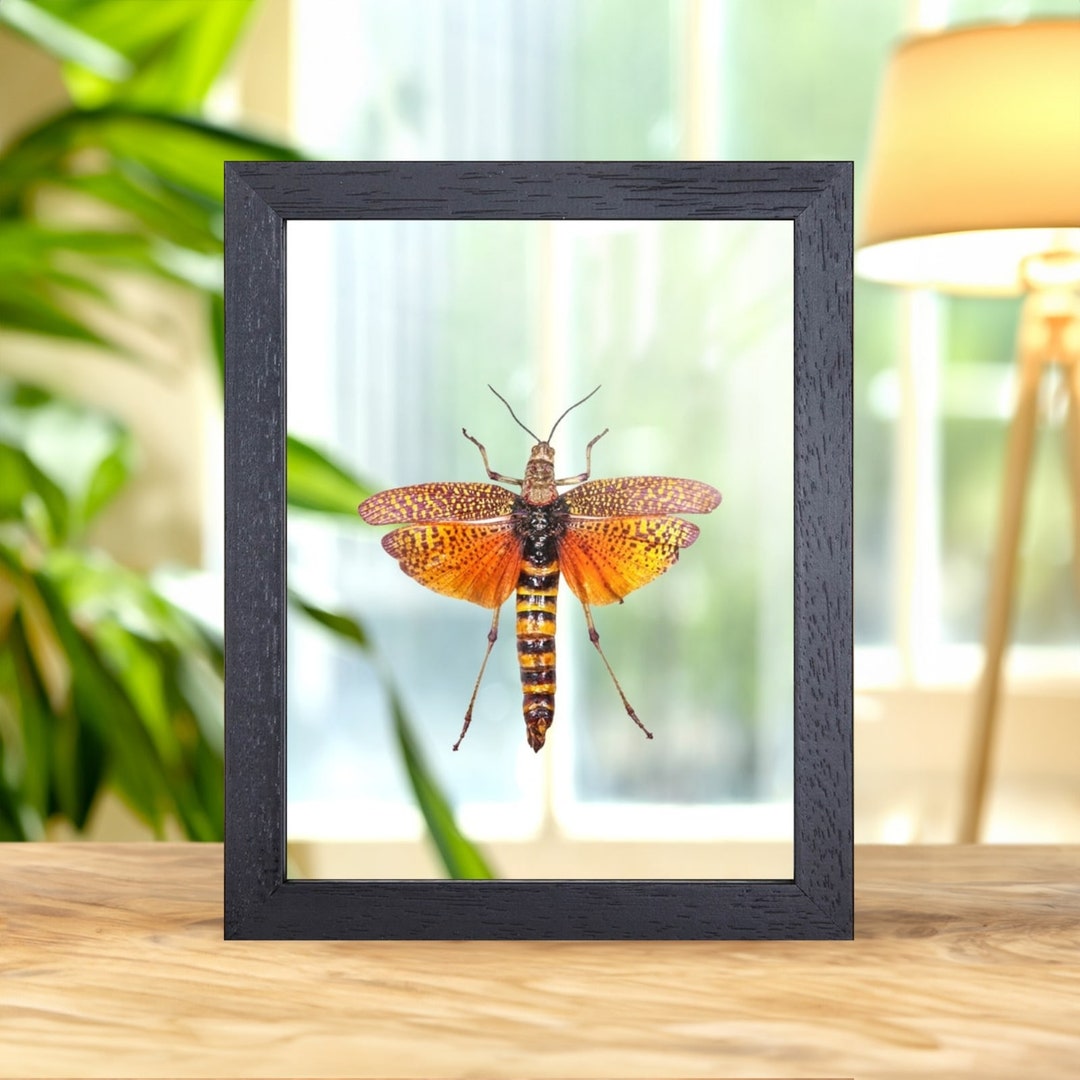 East African Bush Locust in Clear Glass Frame (phymateus Aegrotus) - Etsy