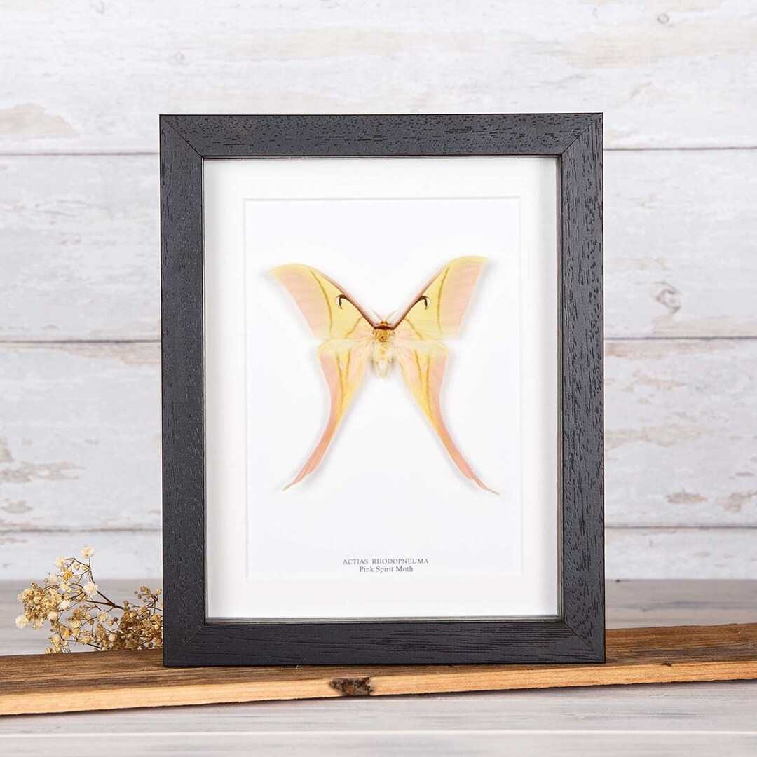 Rarely Seen Pink Spirit Moth in Box Frame actias Rhodopneuma - Etsy