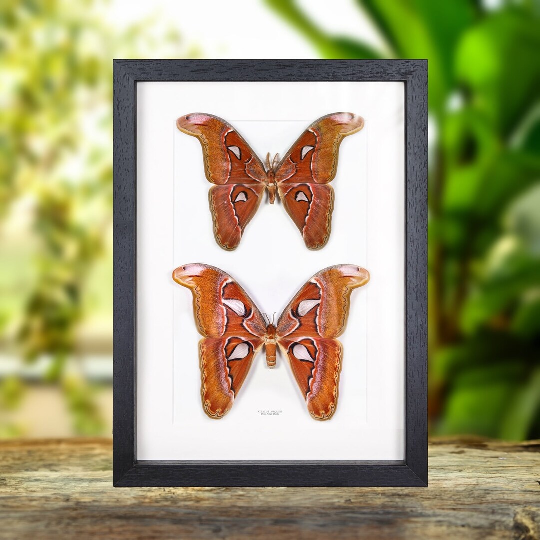 Pink Atlas Moth Male & Female Pair in Box Frame (attacus Lorquini) - Etsy