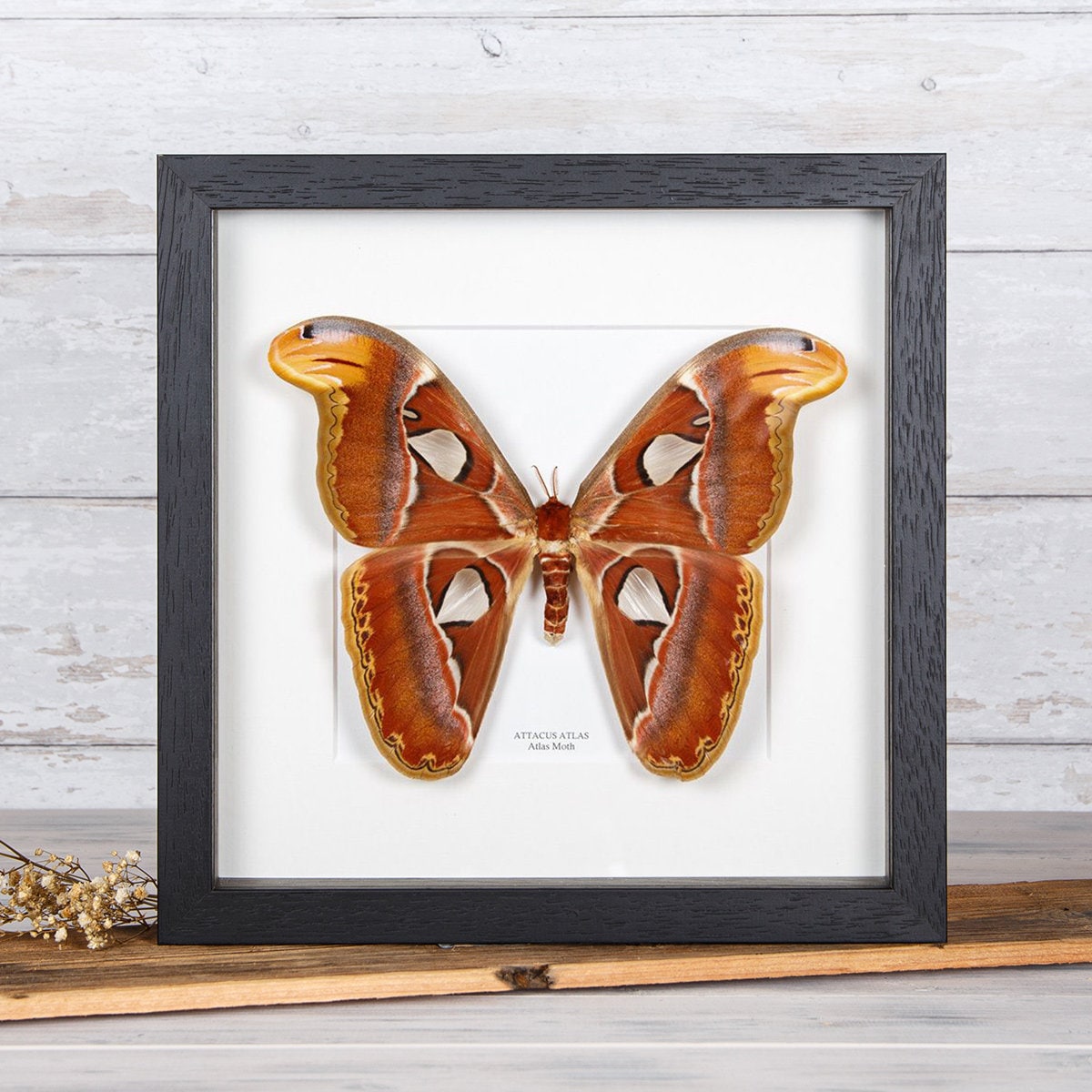 Attacus Atlas