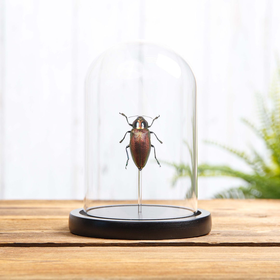 Giant Metallic Ceiba Borer in Glass Dome With Wooden Base - Etsy