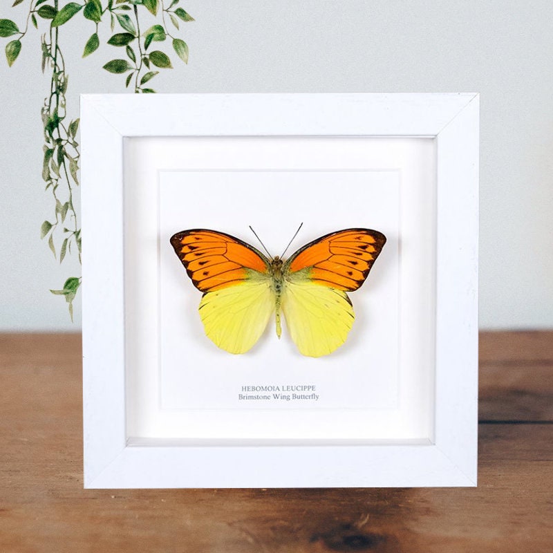 Brimstone Wing Butterfly in Box Frame Hebomoia leucippe Real | Etsy