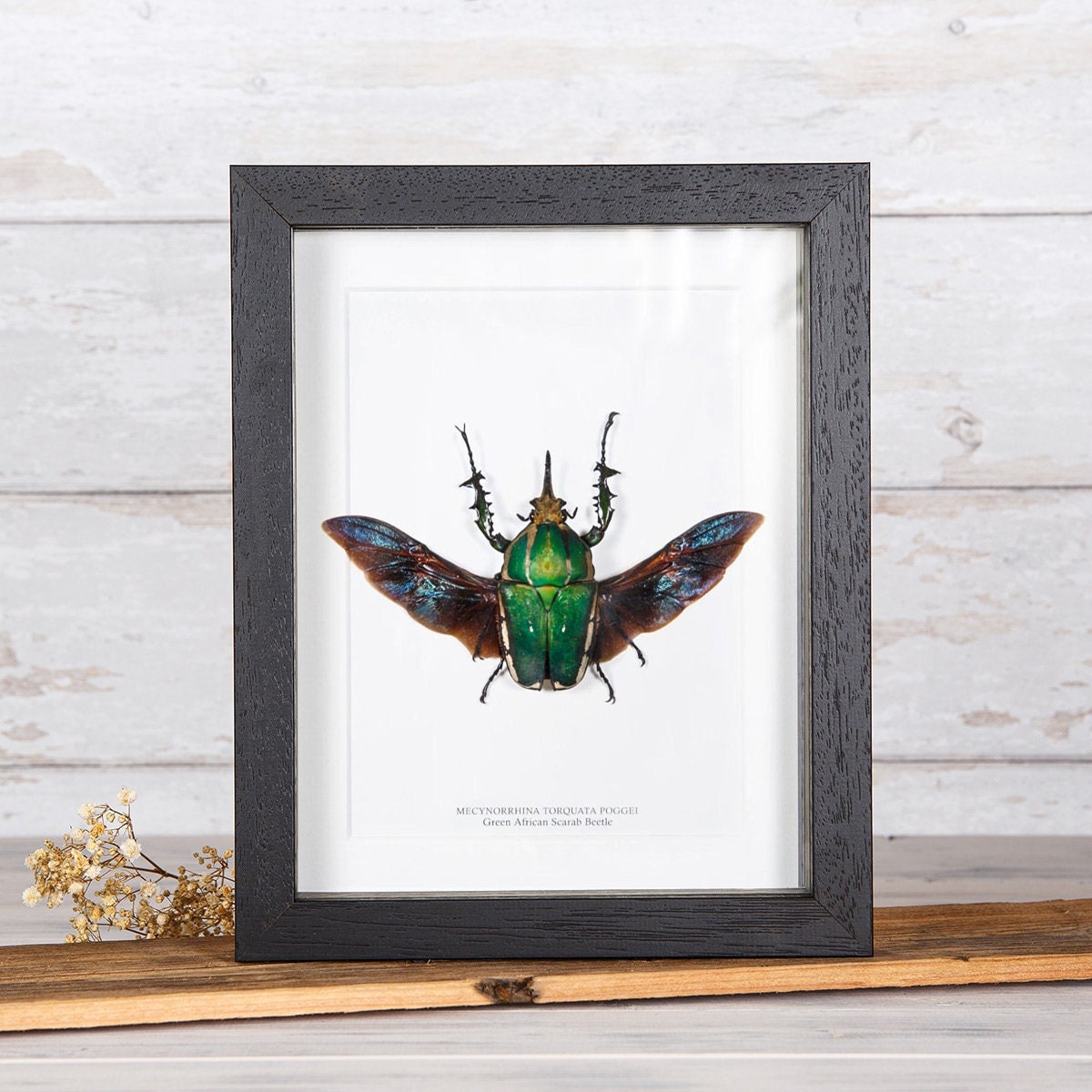 Framed African Tribal Mask and Shrunken Heads in Mirror Shadow Box w ...