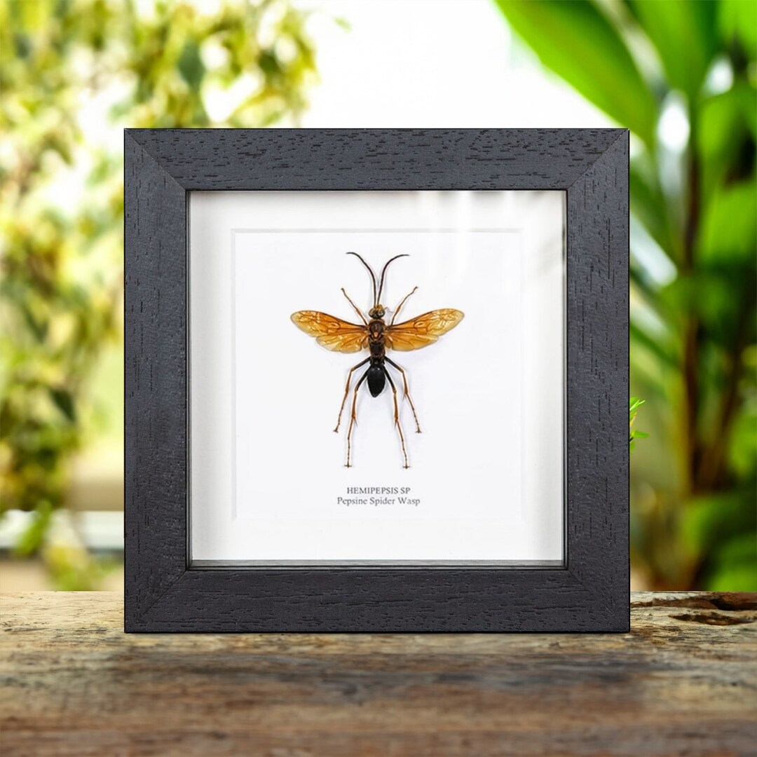 Large Pepsine Spider Wasp in Box Frame hemipepsis Sp - Etsy