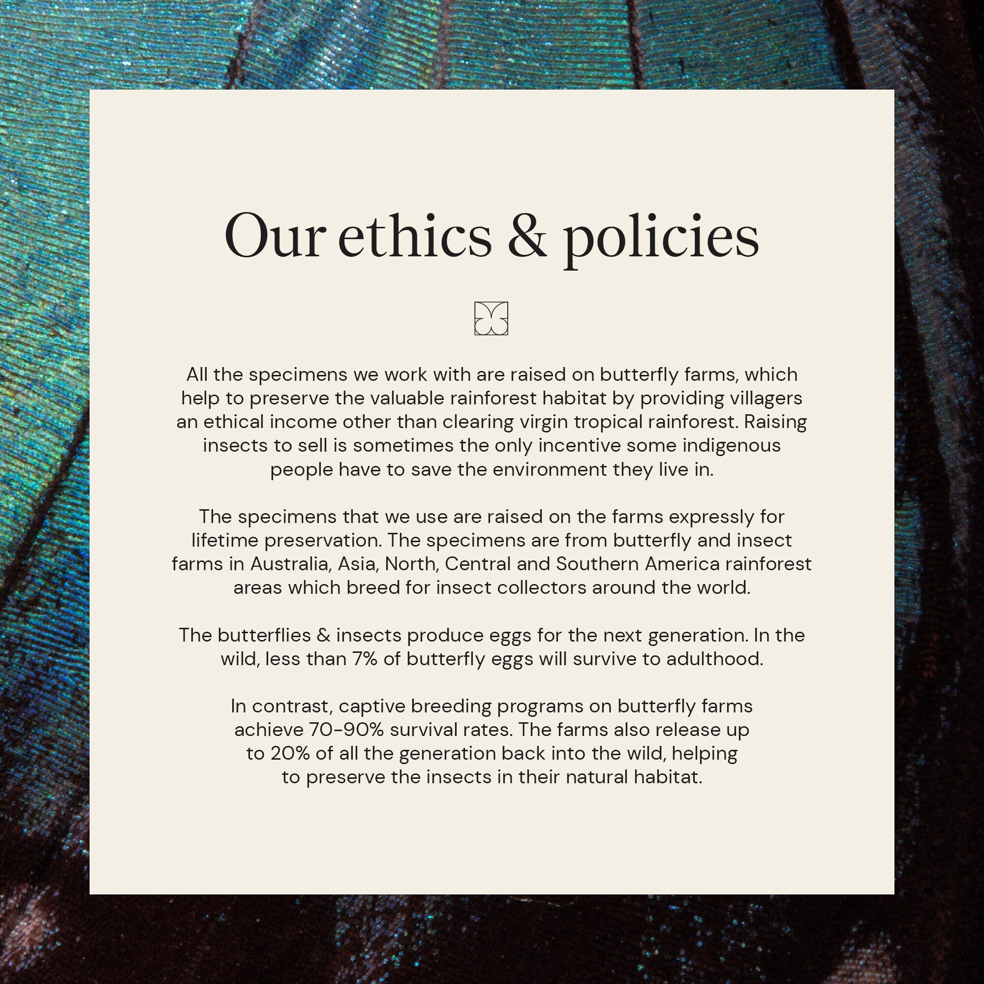 Lysander Cattleheart in Box Frame (parides Lysander Brissonius) - Etsy