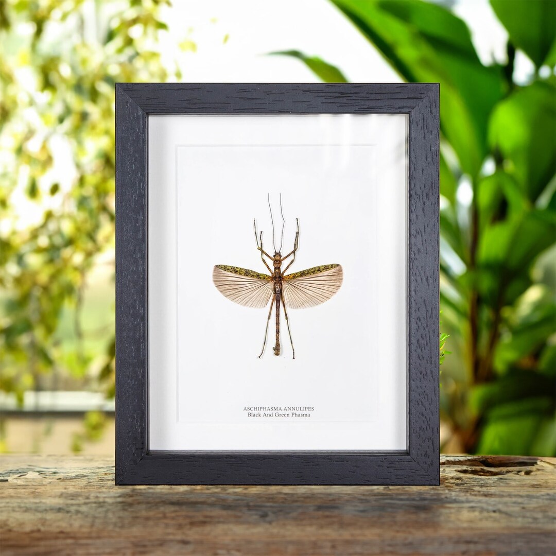 Black & Green Phasma Stick Insect in Box Frame (aschiphasma Annulipes ...