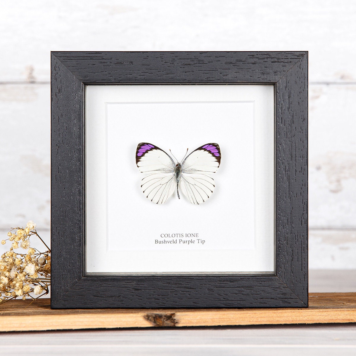 Bushveld Purple Tip Butterfly in Box Frame colotis Ione - Etsy
