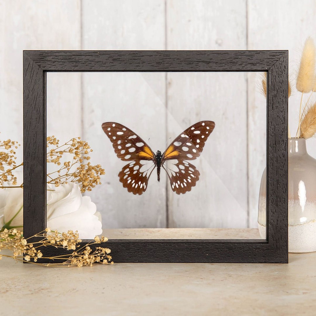 Regal Swallowtail in Clear Glass Frame papilio Rex - Etsy