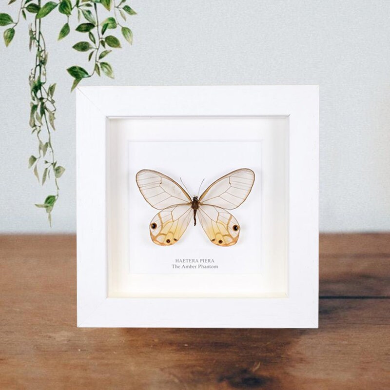 The Amber Phantom Butterfly in Box Frame Haetera piera | Etsy