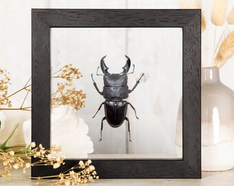 Metallic Stag Beetle Cyclommatus Metallifer Finae Floating - Etsy