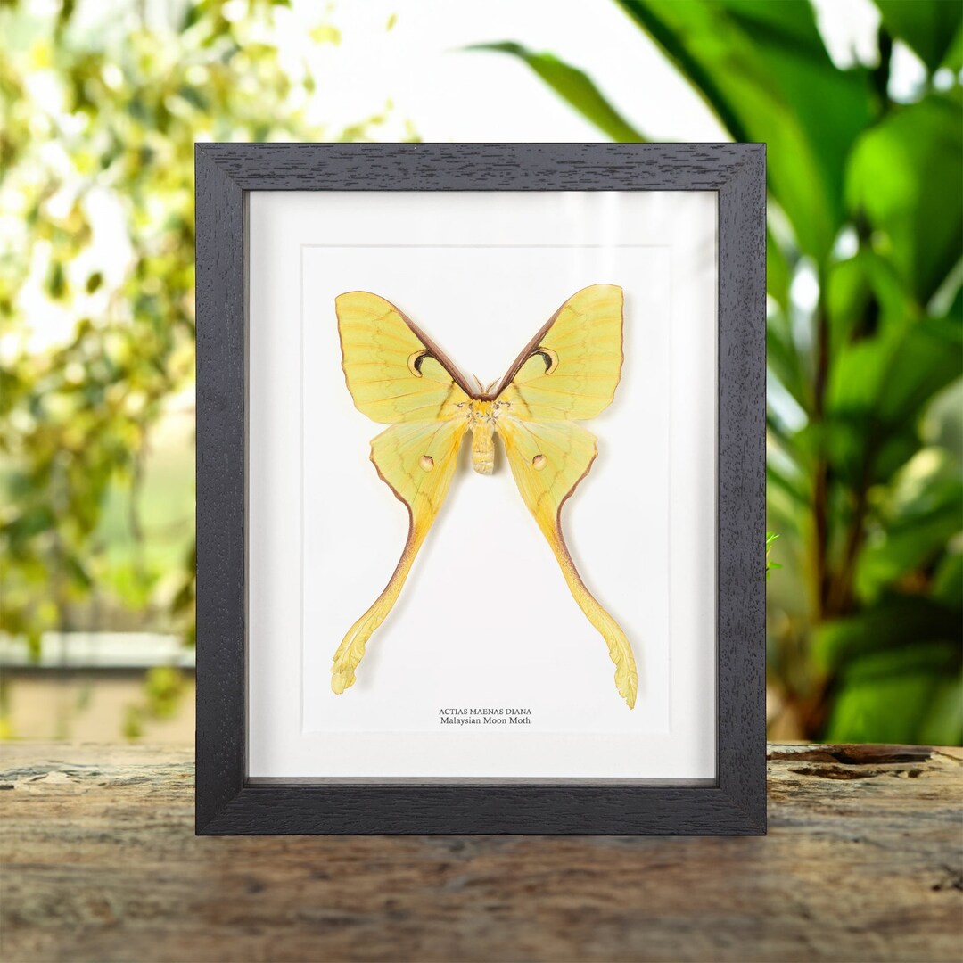 Female Malaysian Moon Moth in Box Frame (actias Maenas Diana) - Etsy