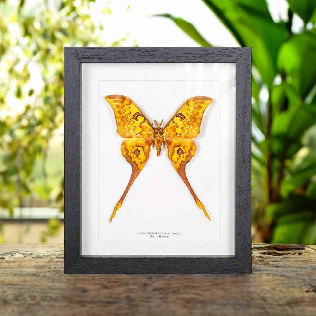 Giant Silk Moth in Box Frame (actias Groenendael Acutapex) - Etsy