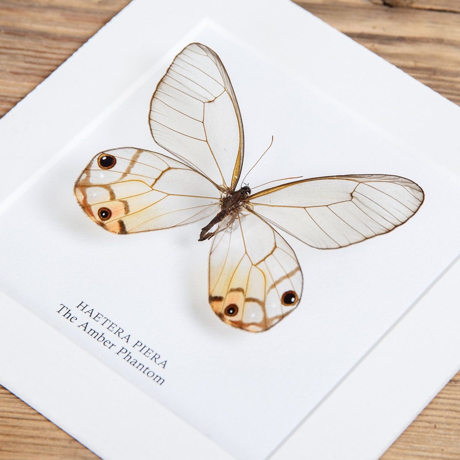 The Amber Phantom Butterfly in Box Frame haetera Piera - Etsy