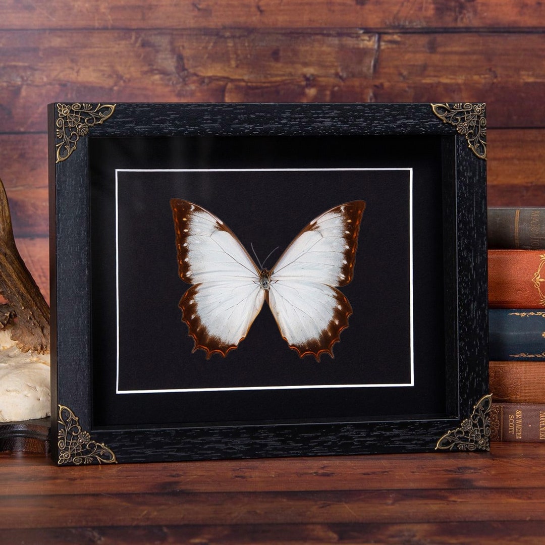 Theseus Morpho Butterfly in Baroque Style Frame morpho - Etsy