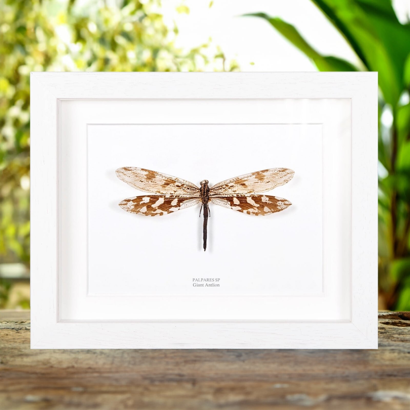 Giant Antlion in Box Frame (palpares Sp.) - Etsy