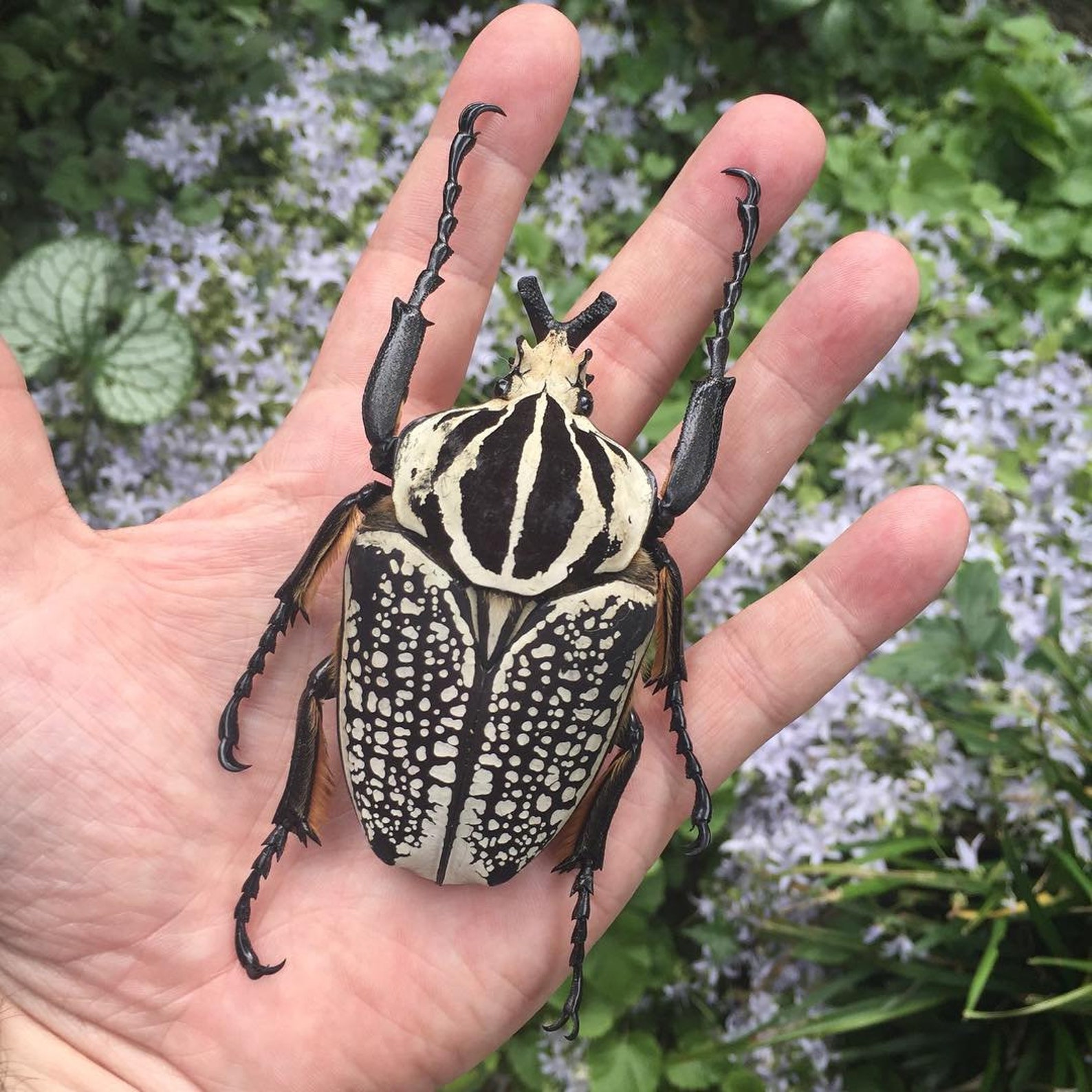 Giant Goliath Beetle in Box Frame goliathus Orientalis | Etsy