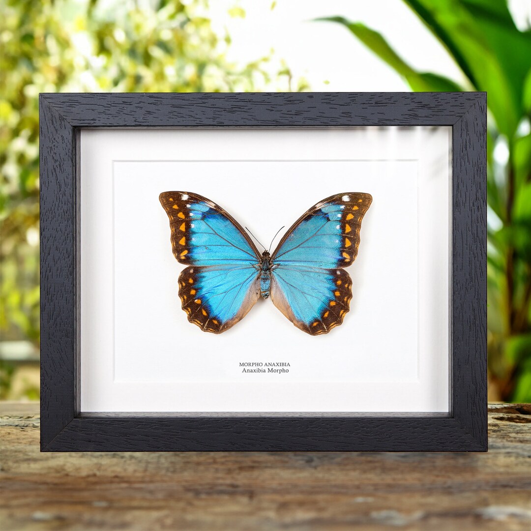 Female Anaxibia Morpho Butterfly in Box Frame (morpho Anaxibia) - Etsy